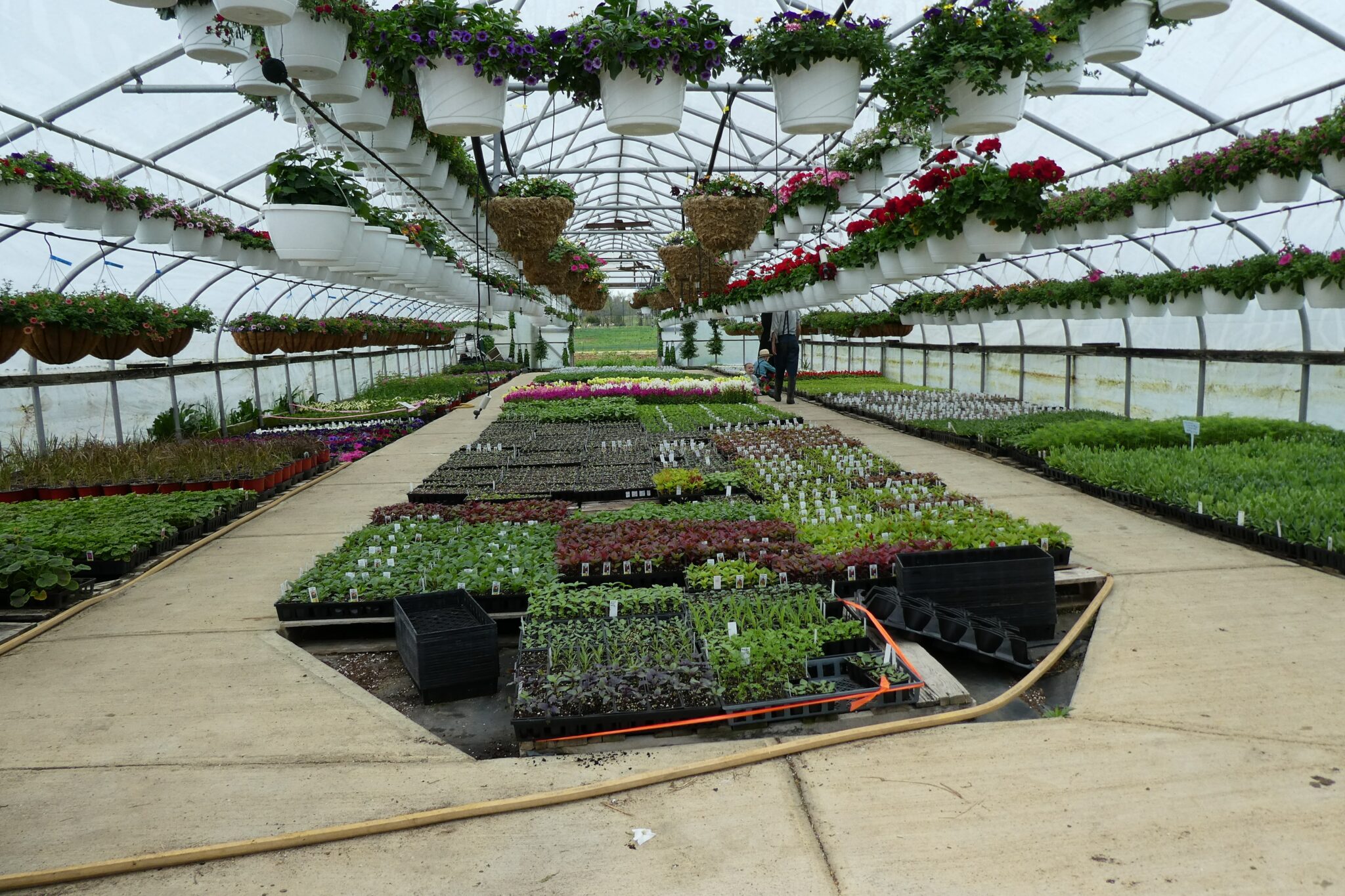 5 Tips for Efficient Greenhouse Design - Rapid-Veyor